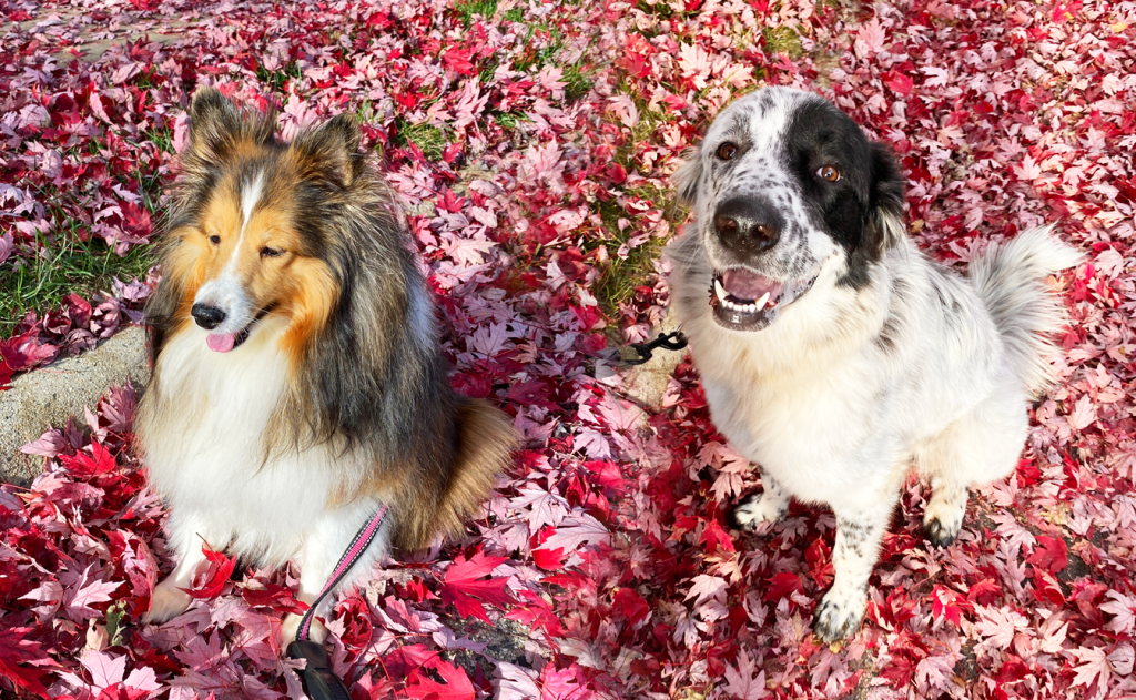 Faces Of SteelCloud: Strengthening SteelCloud With Many Layers Of Support