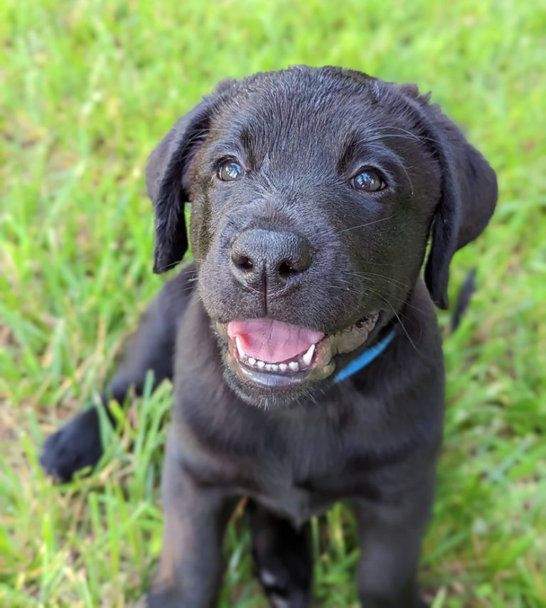 SteelCloud’s Veteran Moving Forward Service Dog Is Named After A WWII Hero